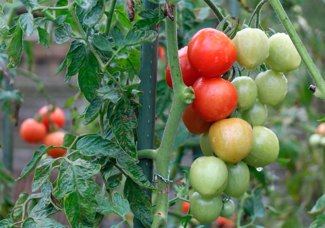 Autumn tomatoes