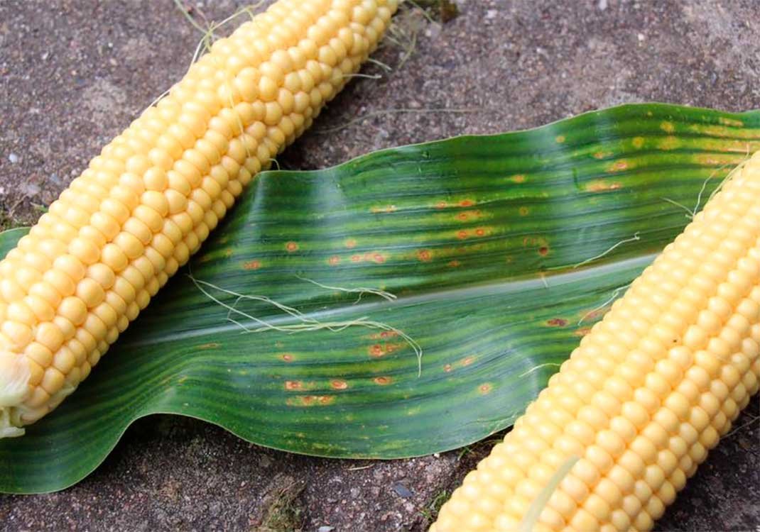 Corn - eye spot