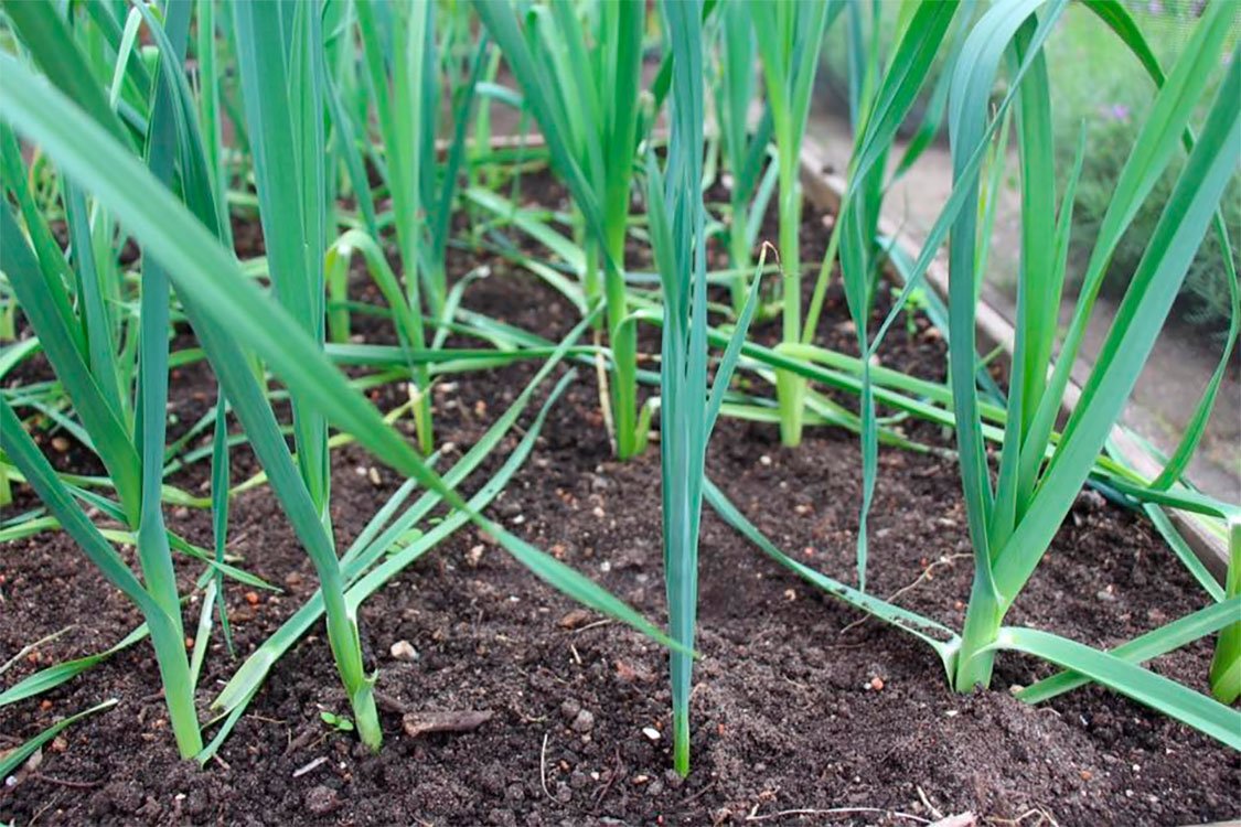 Irrigation of young leeks
