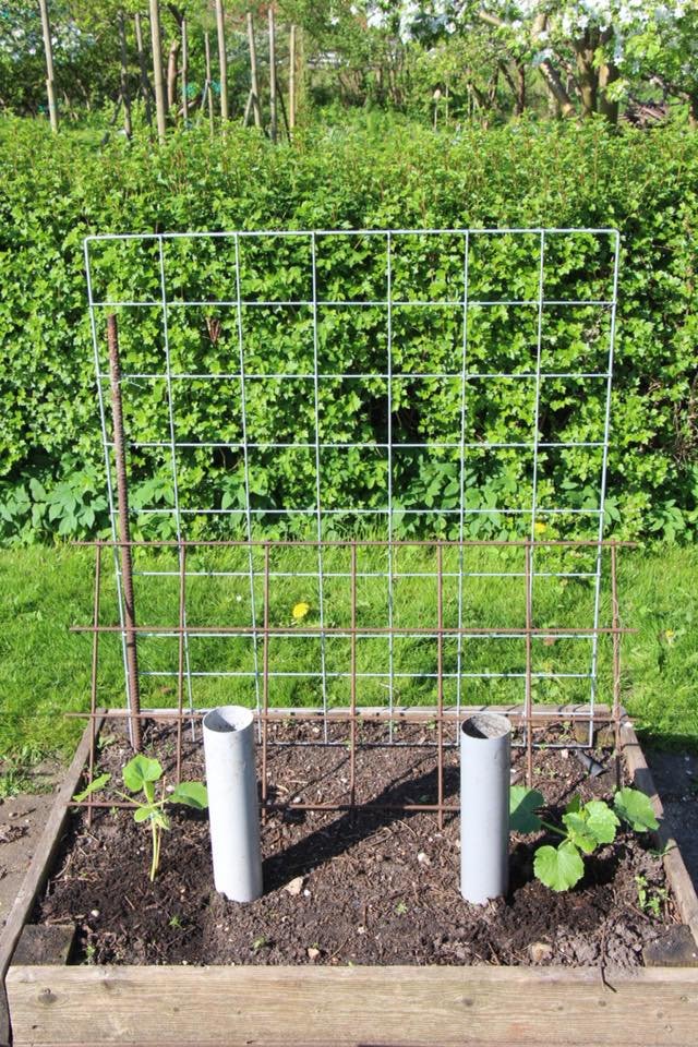 Climbing courgettes