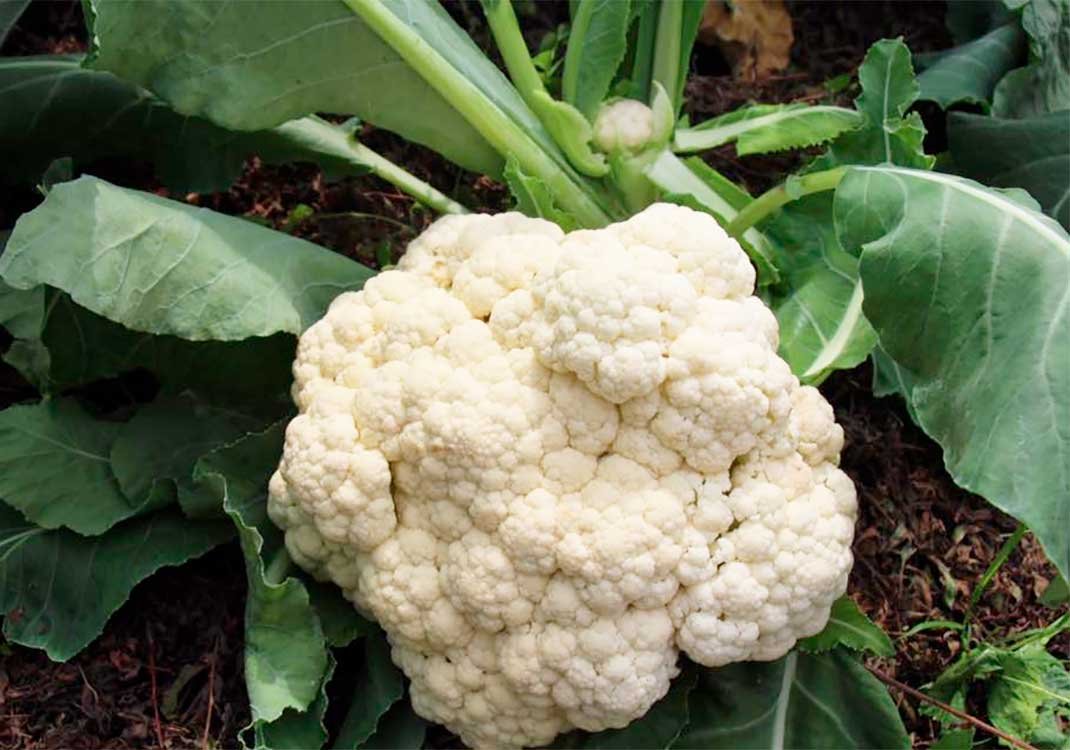 Cauliflower with side shoots
