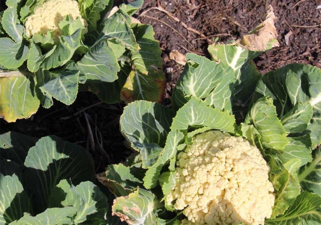 Christmas cauliflower as a spring gift