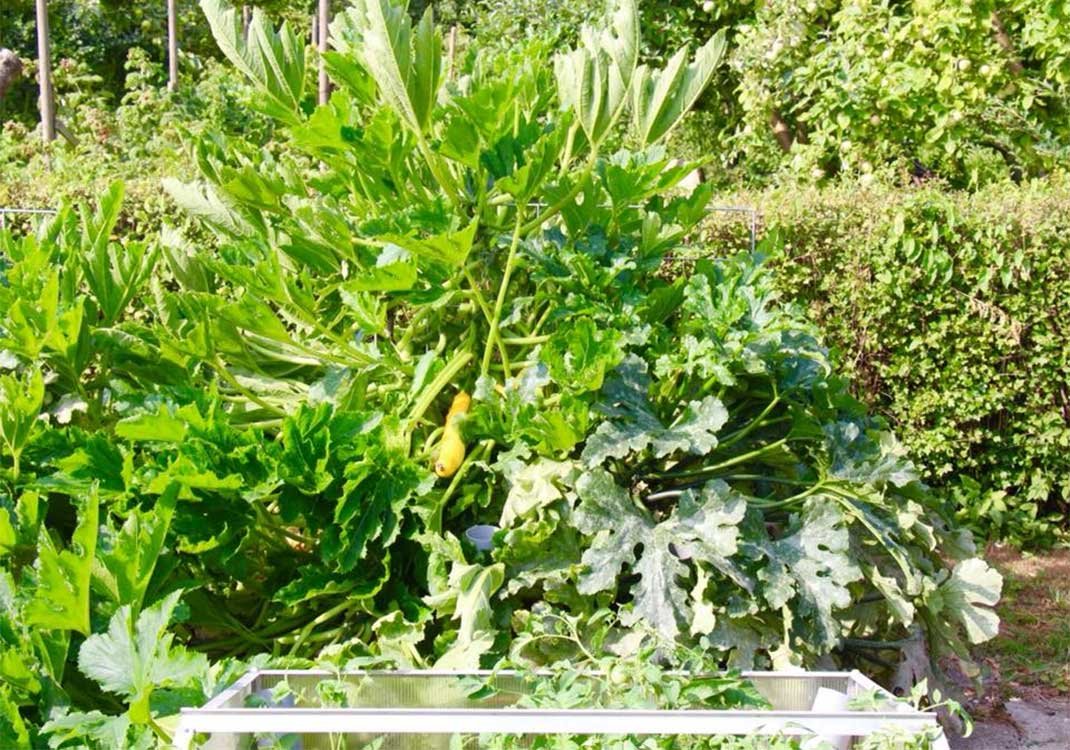 Climbing courgette not only climbs!